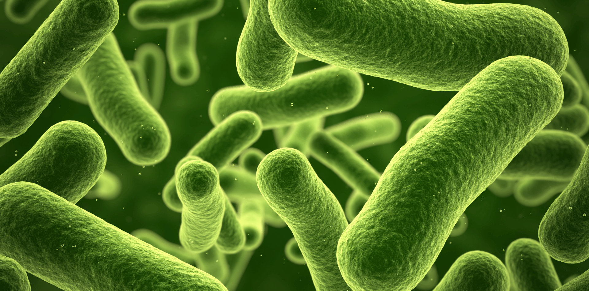 Les FOS et MOS dans les croquettes pour chien et chat, c'est quoi