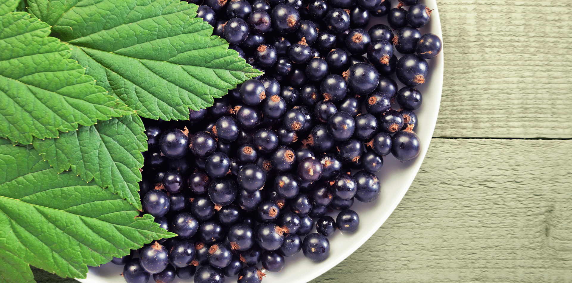 Le cassis : un fruit sain pour vos chiens et chats