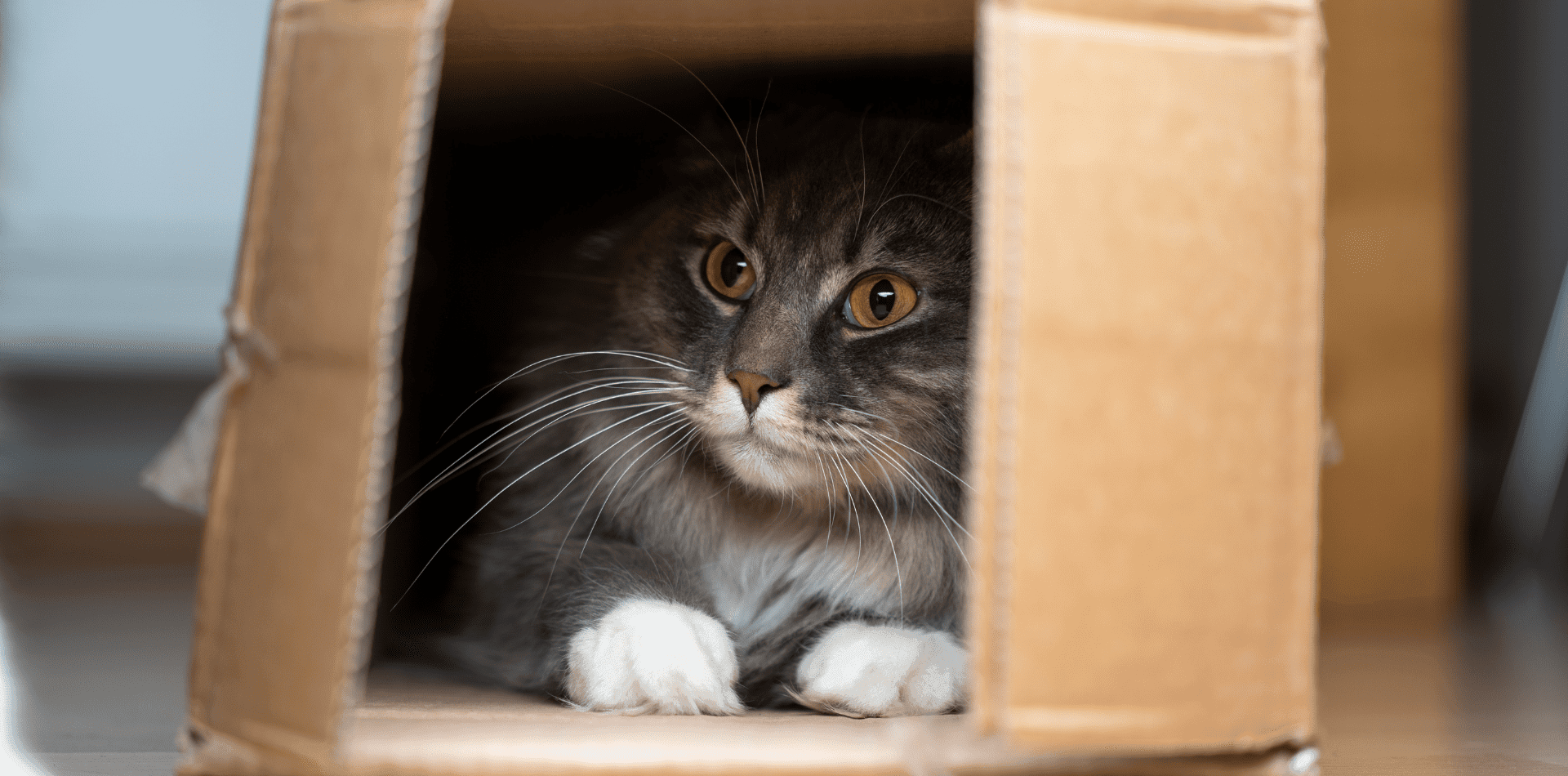 Les chats et les cartons, une histoire d’amour